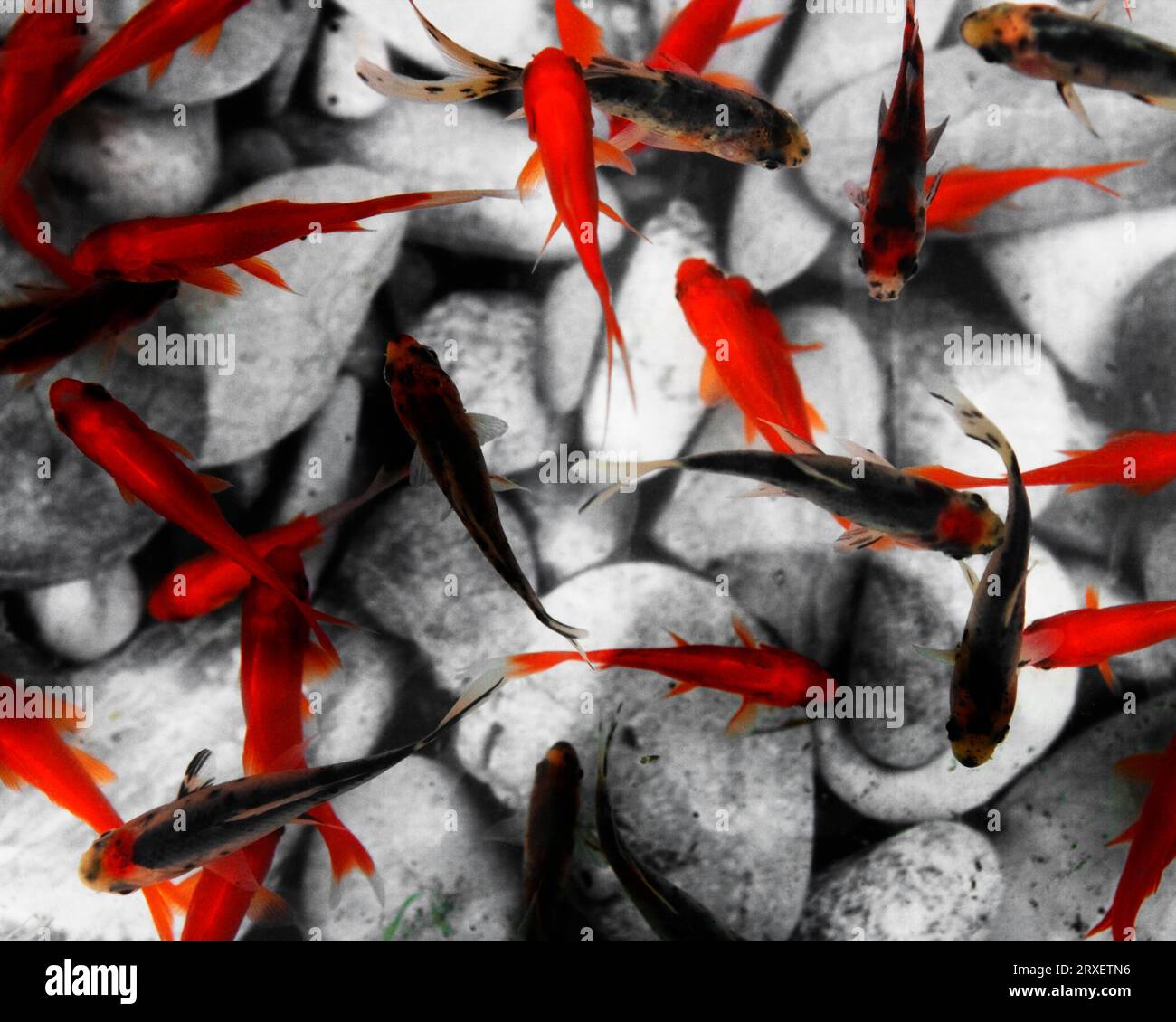 Aquarium paris goldfish hi-res stock photography and images - Alamy