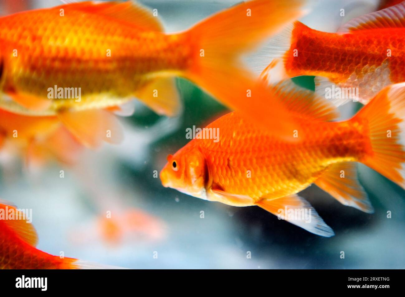 Aquarium paris goldfish hi-res stock photography and images - Alamy