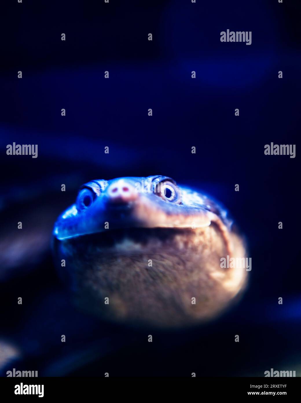 Close-up front view of a captive snake Stock Photo - Alamy