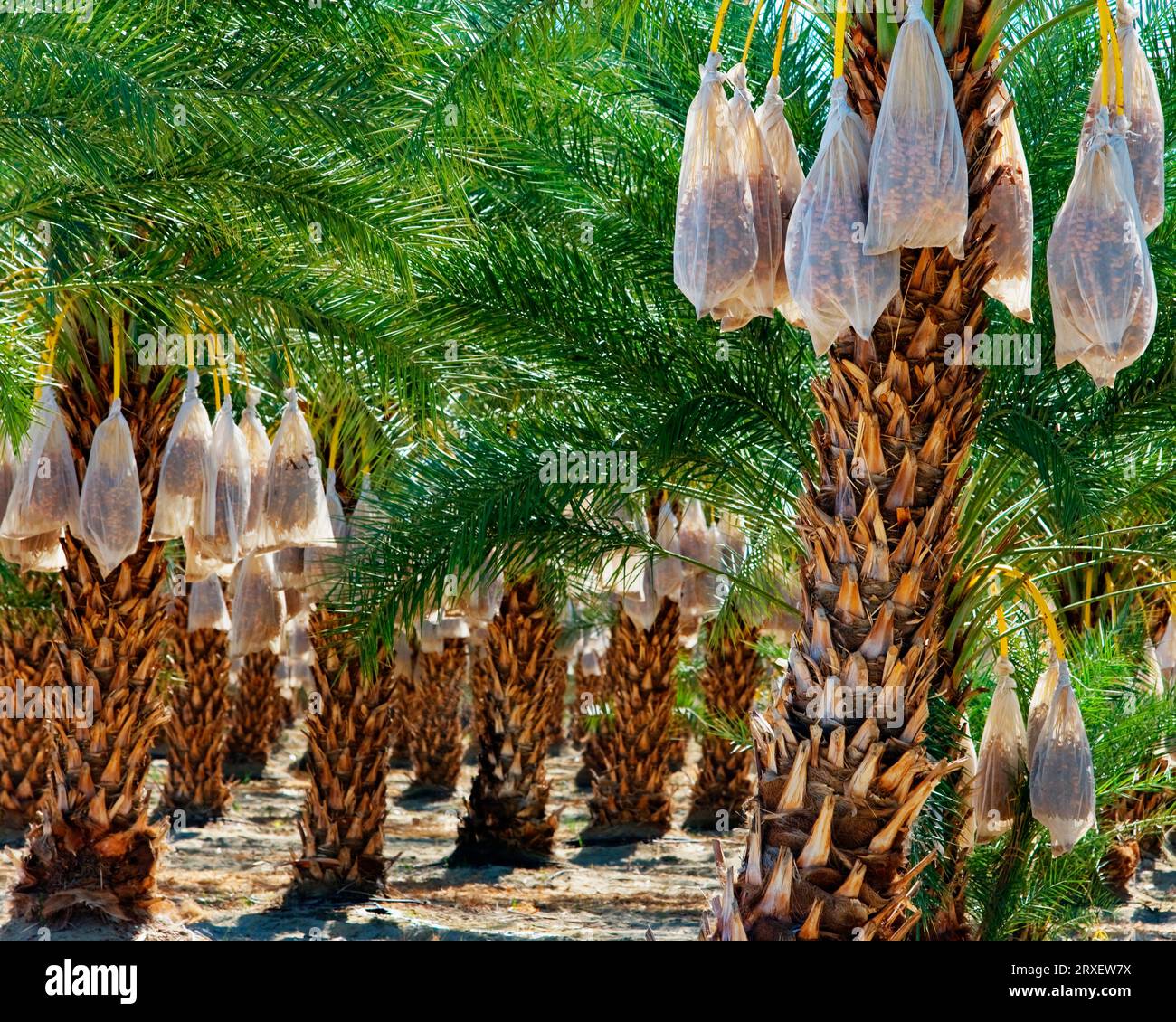 Hanging date fruit hi-res stock photography and images - Alamy