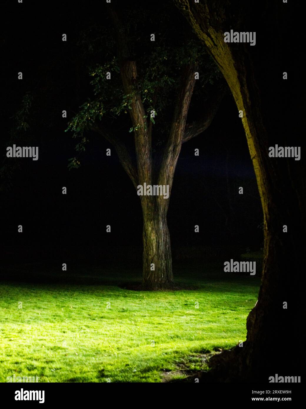 Green lawn night hi-res stock photography and images - Alamy