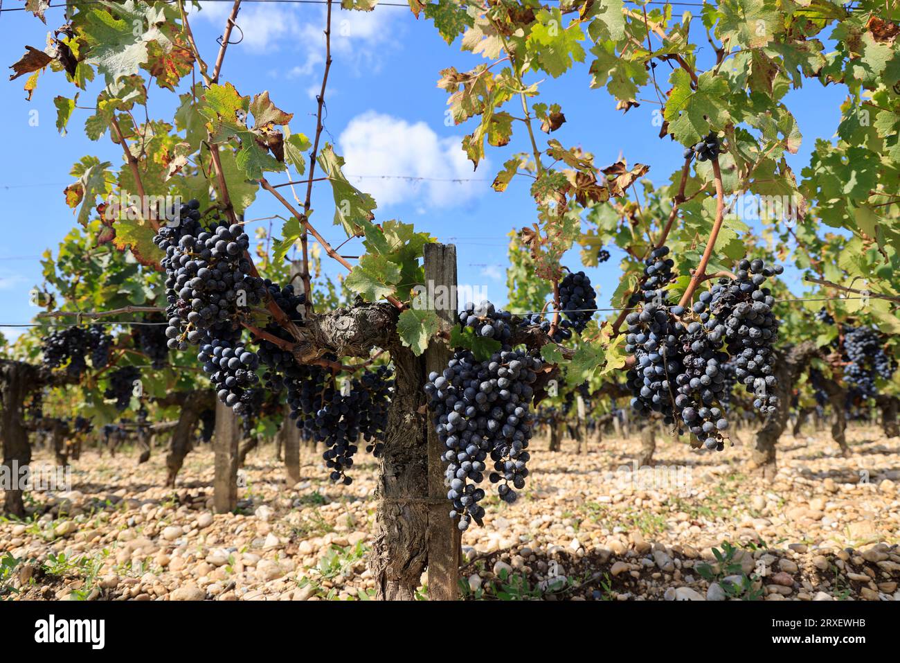 Vignoble des graves hi-res stock photography and images - Alamy