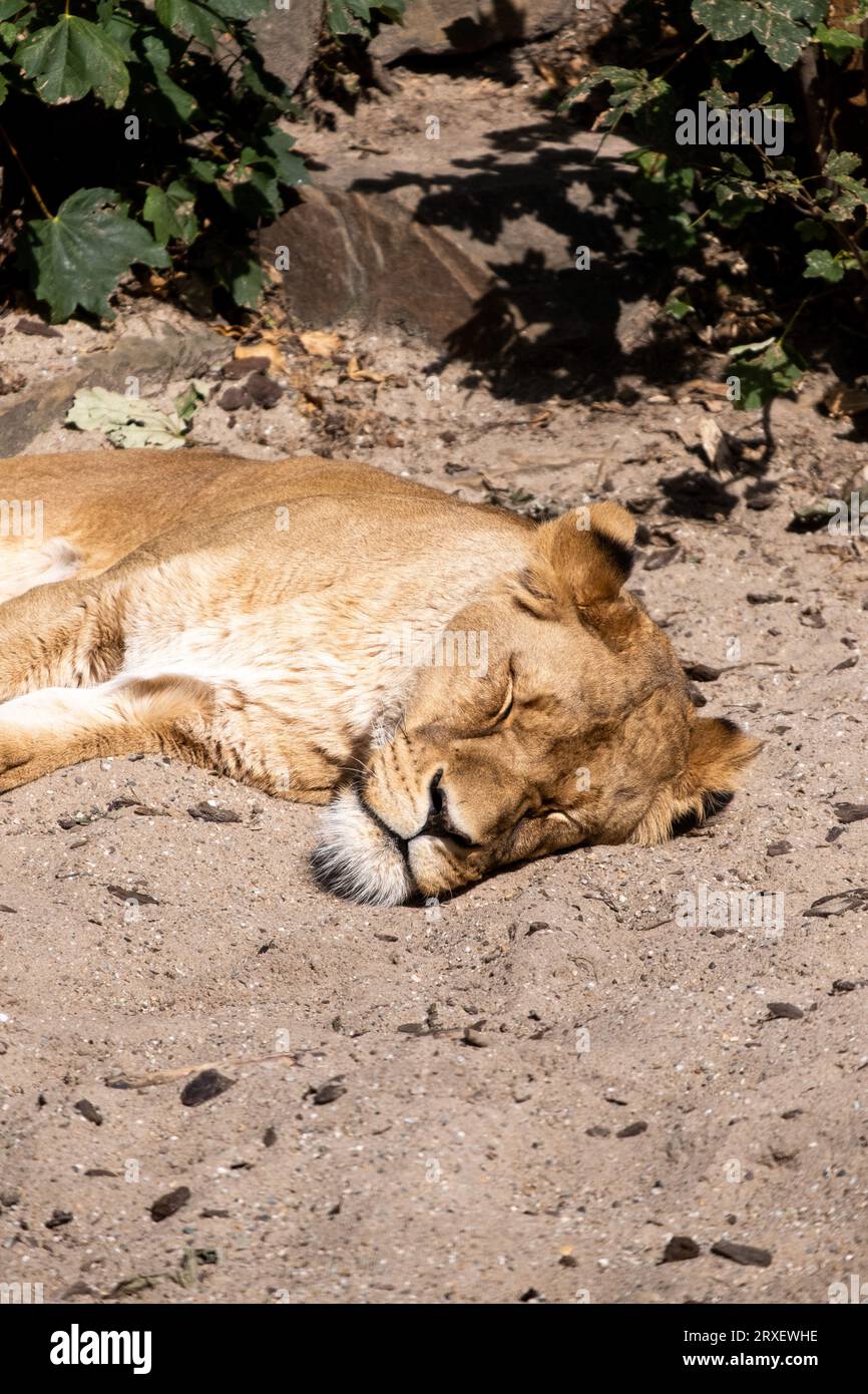 Netherlands, Amsterdam on 2022-09-22. Animal photography at Artis Zoo ...