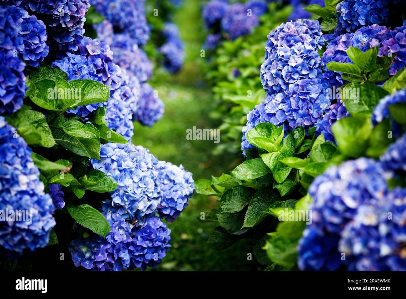 Two rows of of blue hydrangeas (Hydrangea macrophylla - Hortensia ...