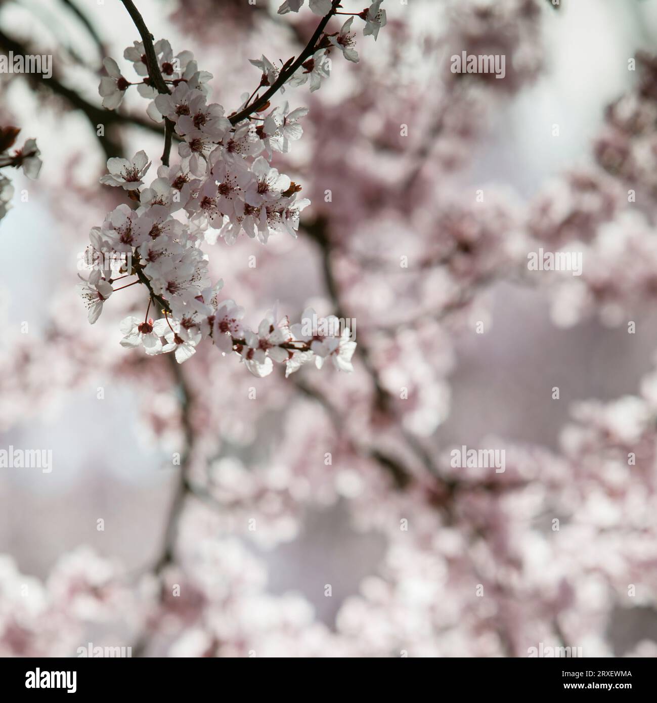 Close up plum hi-res stock photography and images - Alamy
