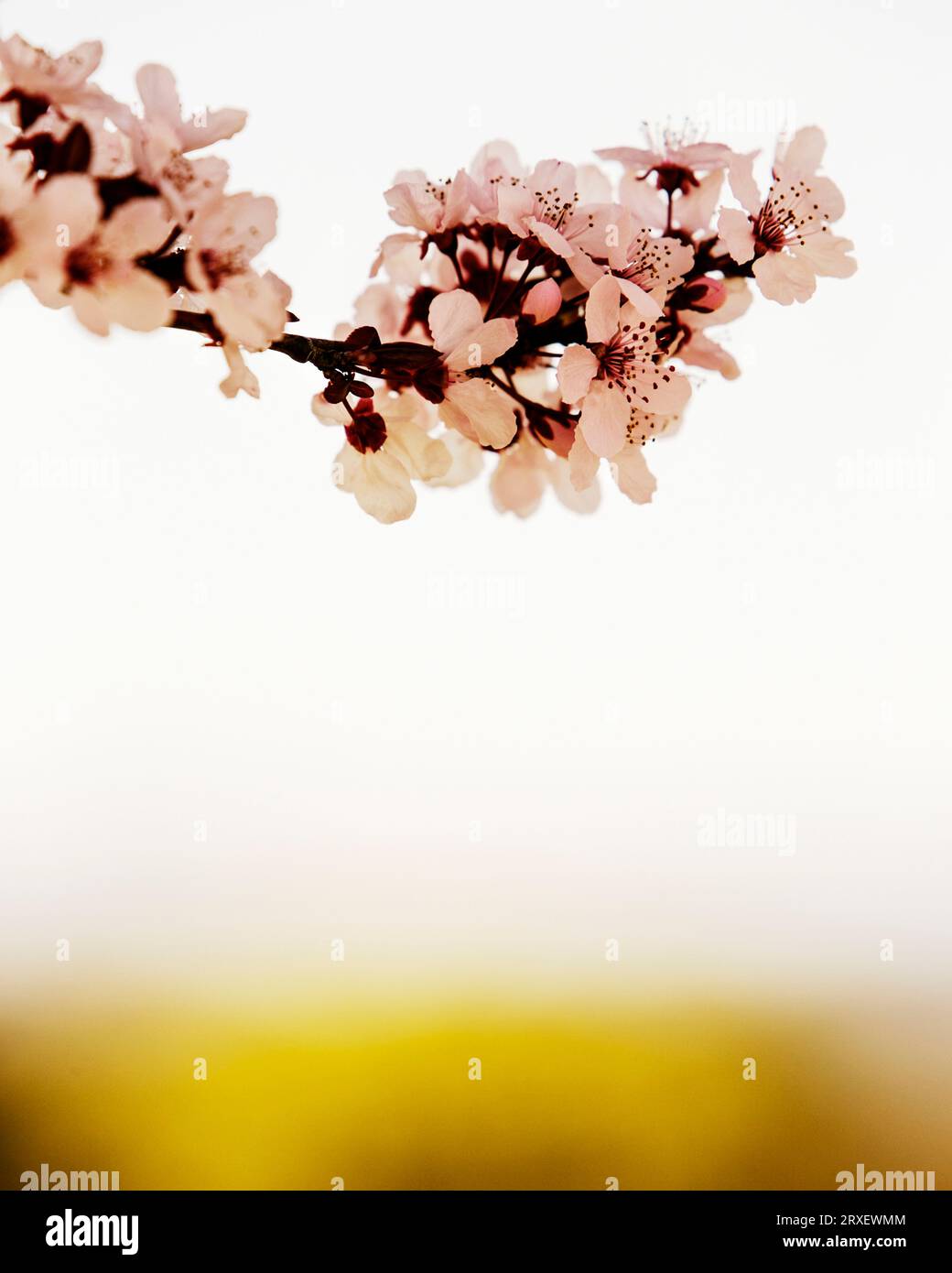 Close up plum hi-res stock photography and images - Alamy