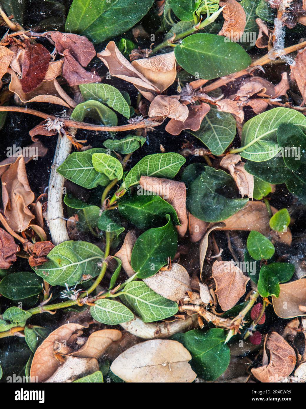 Leaves behind glass hi-res stock photography and images - Alamy