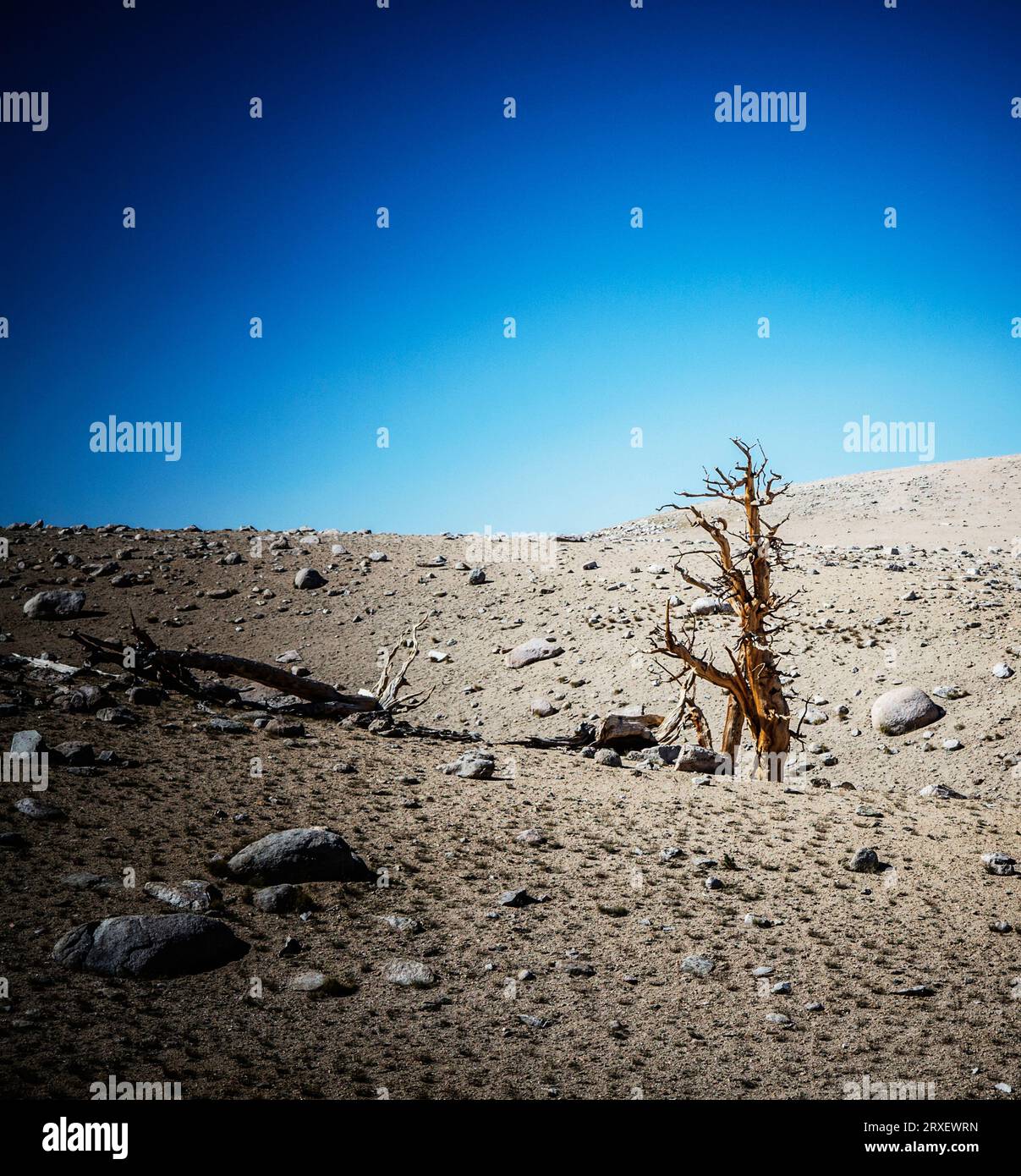 Weathered tree in desert sand hi-res stock photography and images - Alamy
