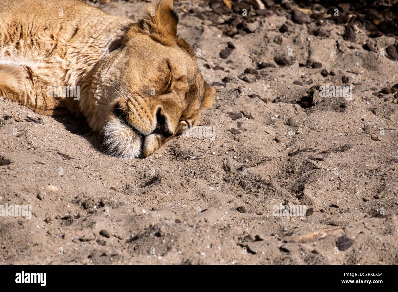 Netherlands, Amsterdam on 2022-09-22. Animal photography at Artis Zoo ...