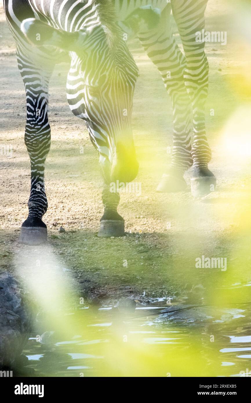 Netherlands, Amsterdam on 2022-09-22. Animal photography at Artis Zoo ...