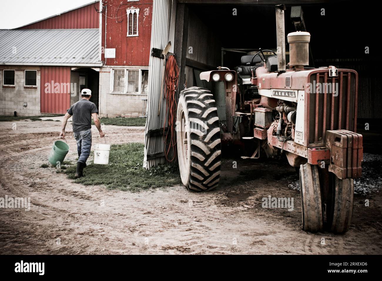 A young man carries buckets of grains into the barn in their family ...