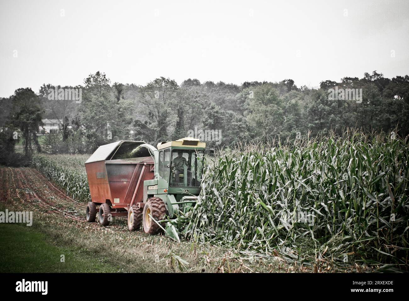 A tractor rolls by cutting and chopping the corn in one sweep on a ...