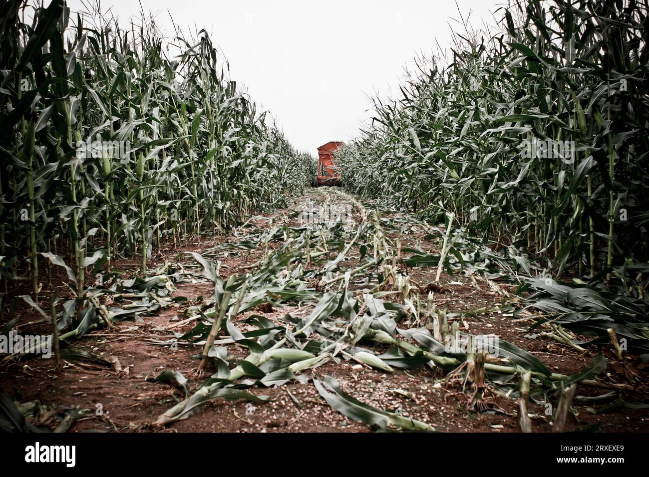 A tractor rolls by cutting and chopping the corn in one sweep on a ...