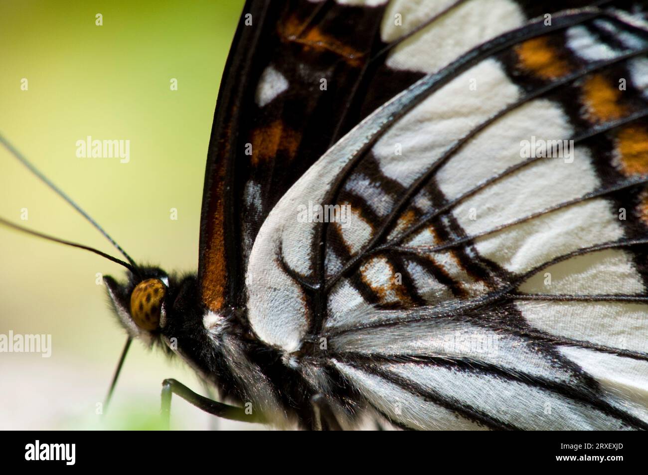 Weidemeyers admiral hi-res stock photography and images - Alamy