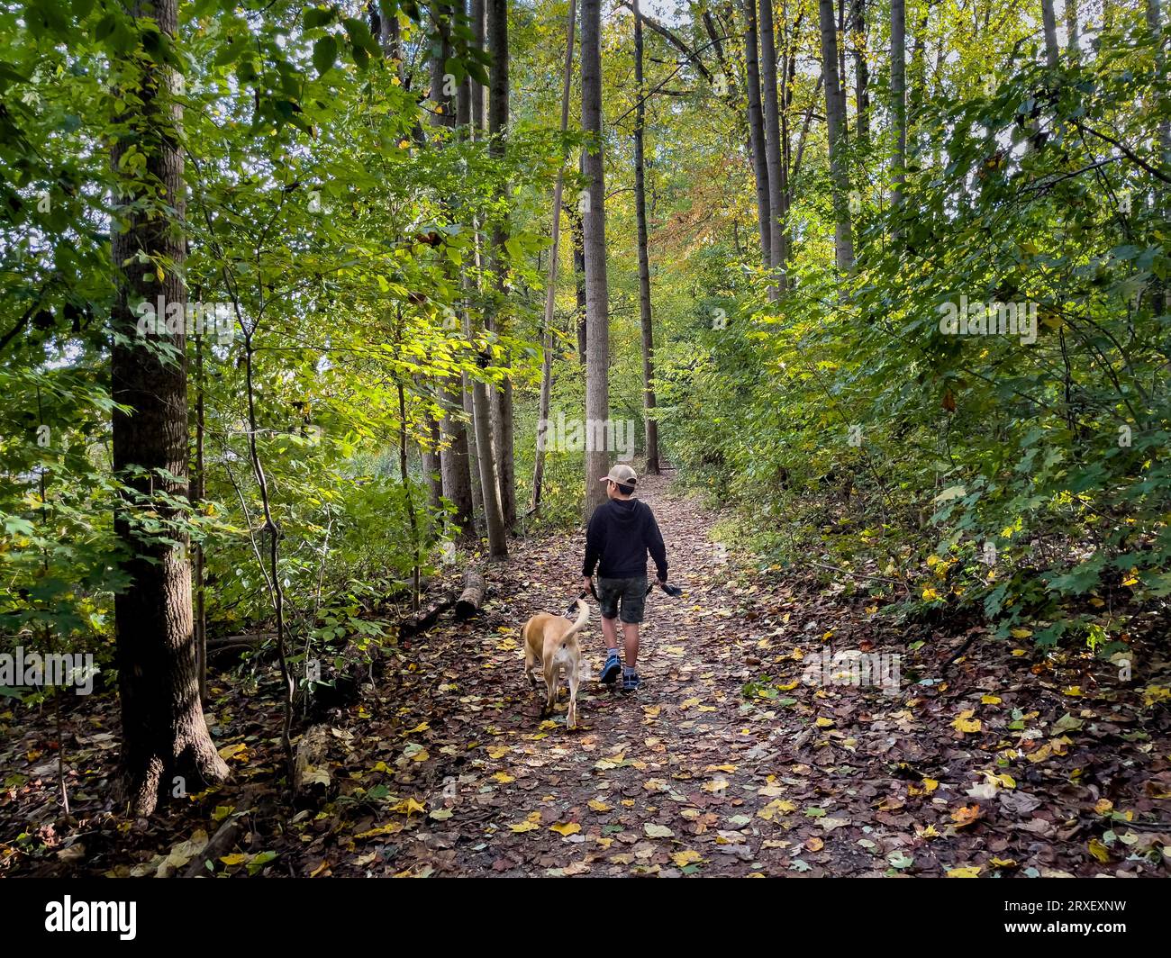 Boy walking dog on path in lush green woods Stock Photo - Alamy