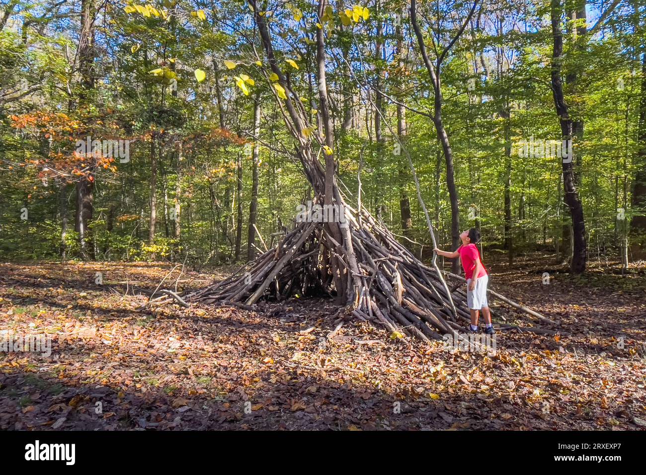 Young boy using sticks to build shelter in woods Stock Photo - Alamy