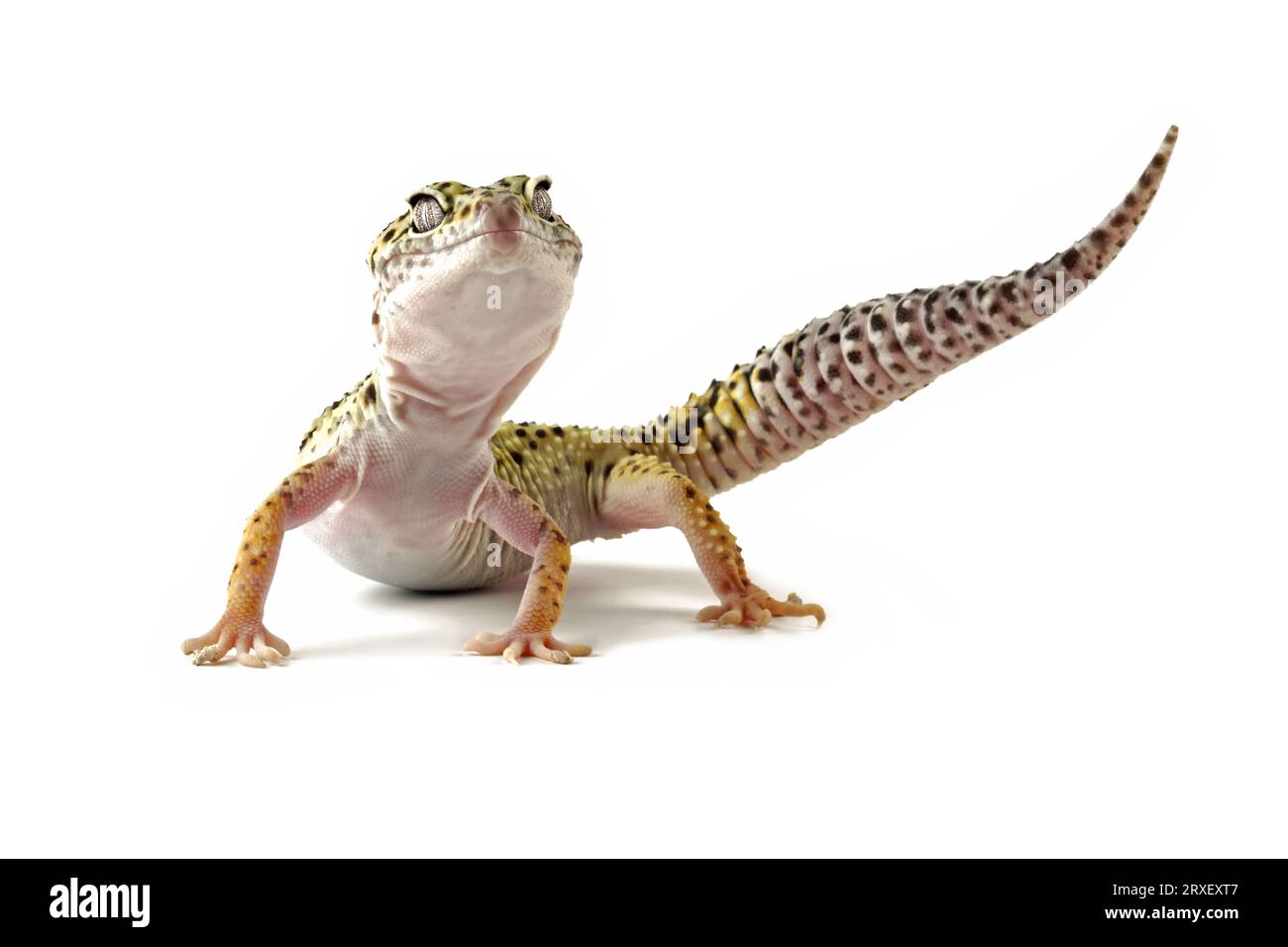 Leopard gecko lizard isolated on white, eublepharis macularius Stock ...