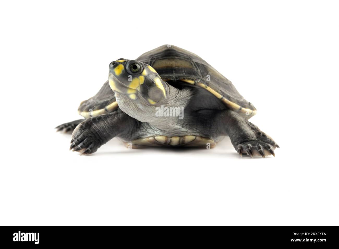 Clown turtle isolated on white, podocnemis unifilis Stock Photo - Alamy