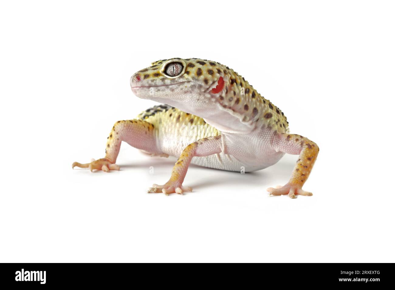 Leopard gecko lizard isolated on white, eublepharis macularius Stock ...