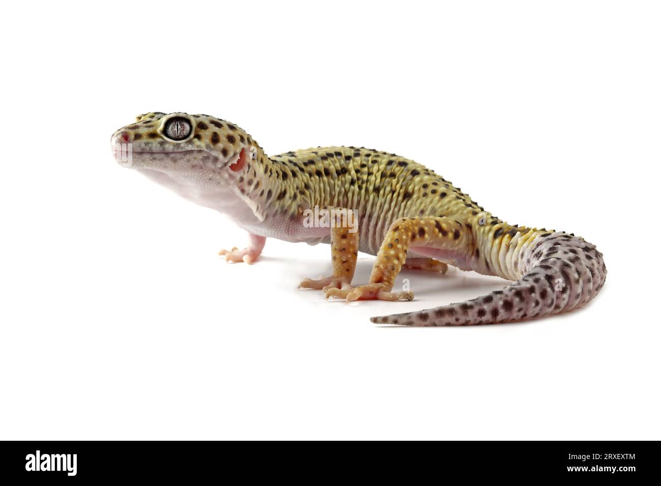 Leopard gecko lizard isolated on white, eublepharis macularius Stock ...