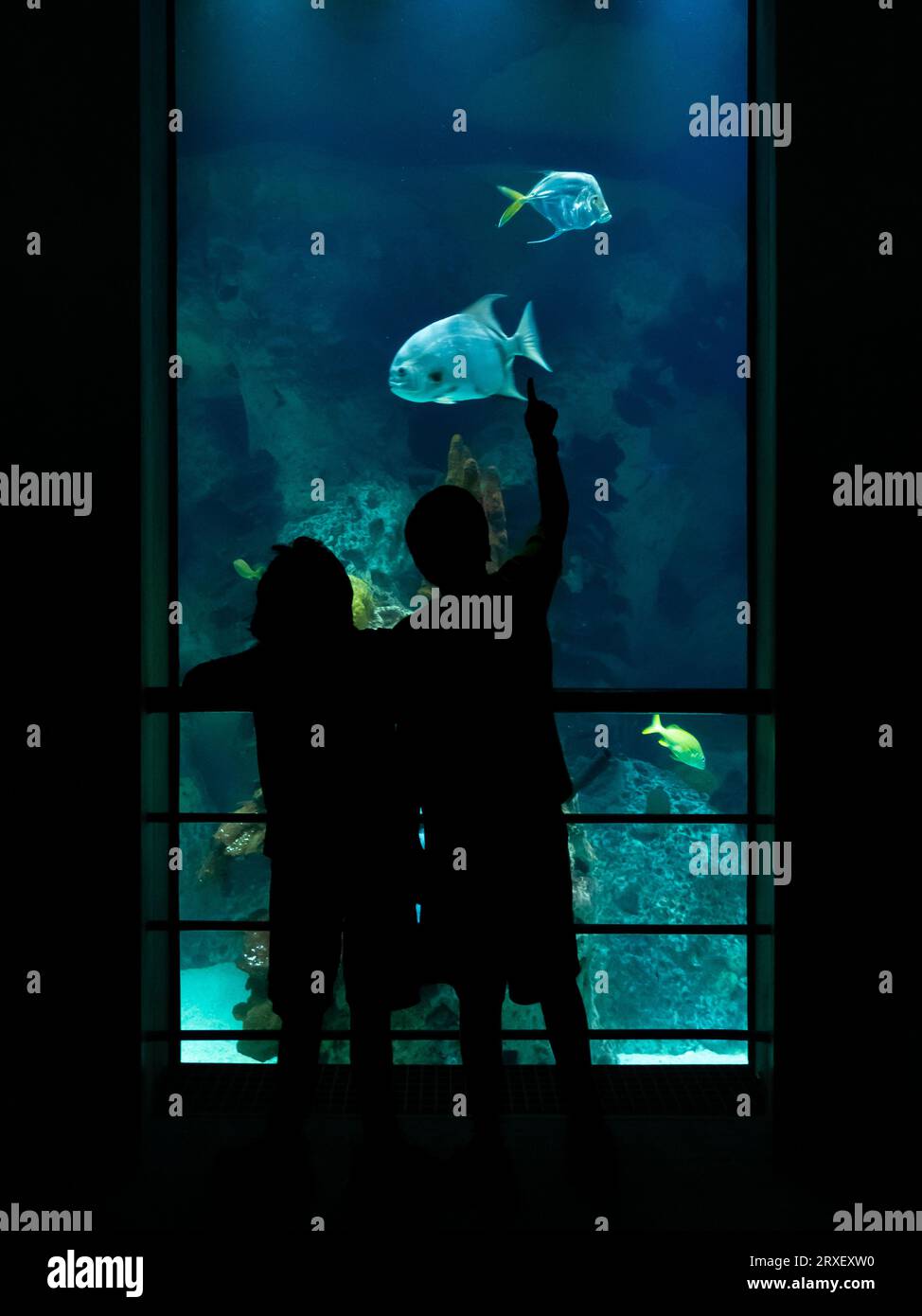 Silhouette of two boys pointing at fish in an indoor aquarium Stock ...