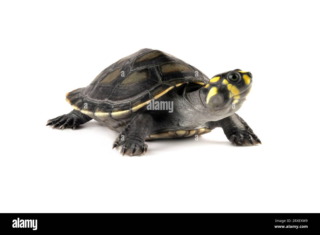 Clown turtle isolated on white, podocnemis unifilis Stock Photo - Alamy