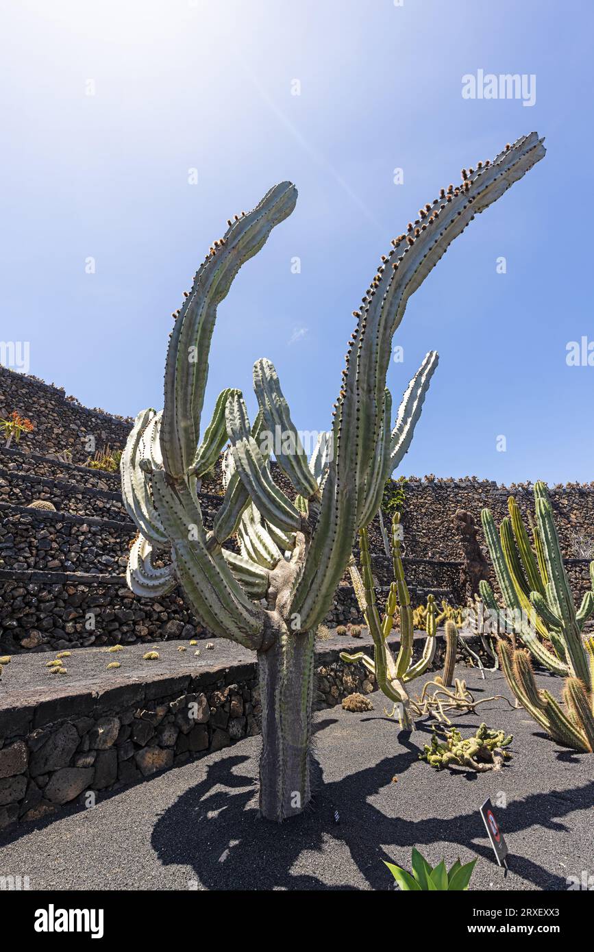 Different cacti in a garden on the Canary Island of Lanzarote at ...