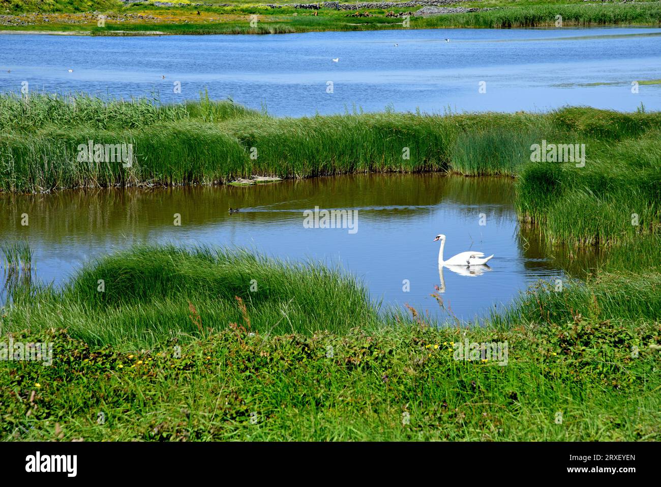 Small blue lake with green grass and swans on the Inishmore island ...