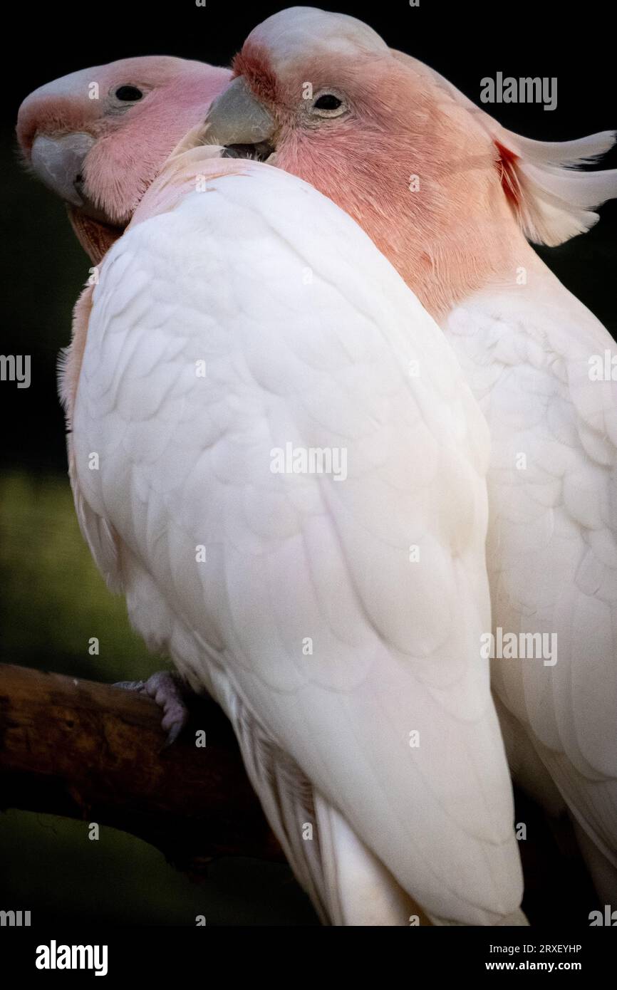 Netherlands, Amsterdam on 2022-09-22. Animal photography at Artis Zoo ...