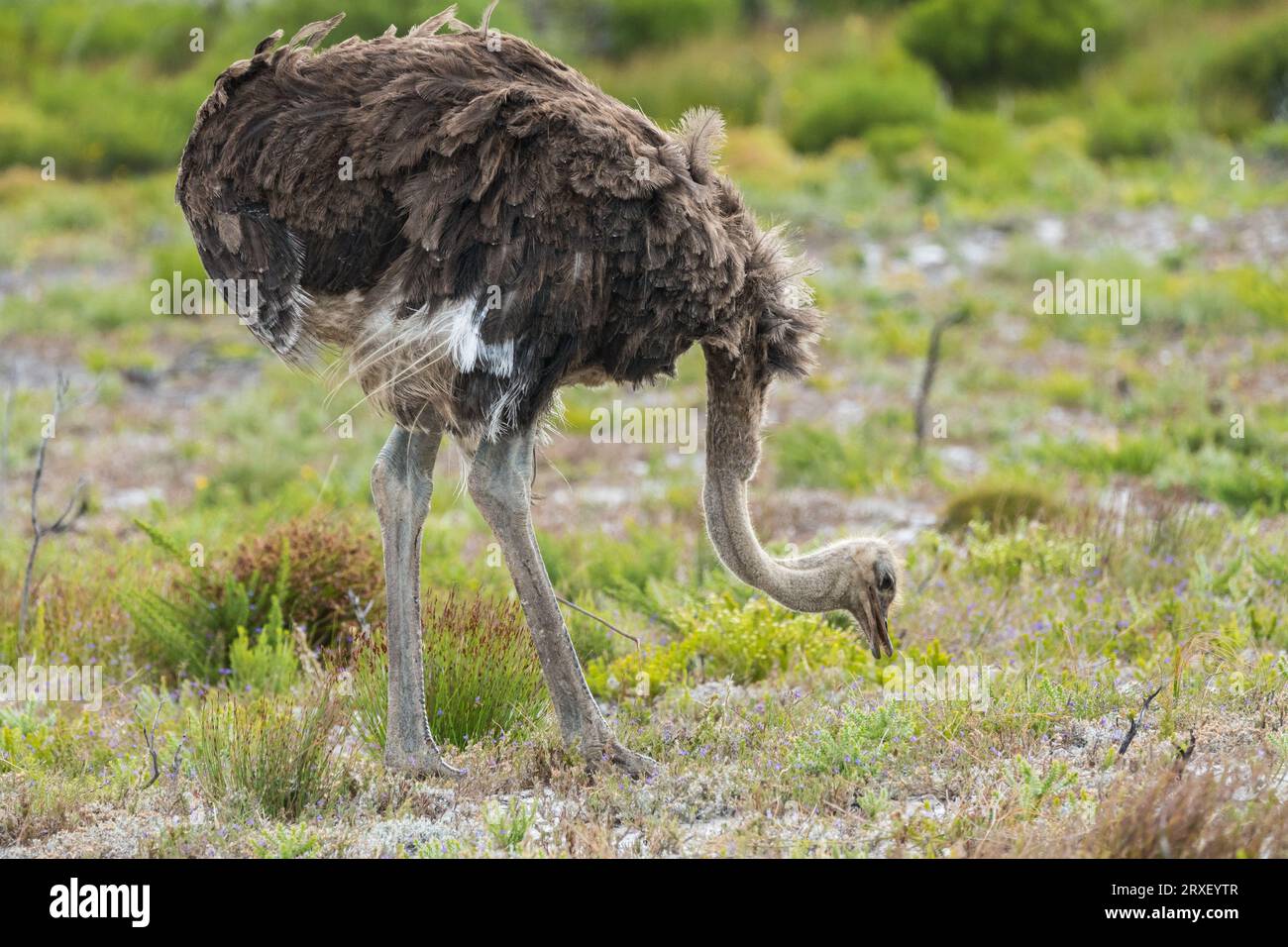 female ostrich eating close up in the wild at Cape Point nature reserve ...
