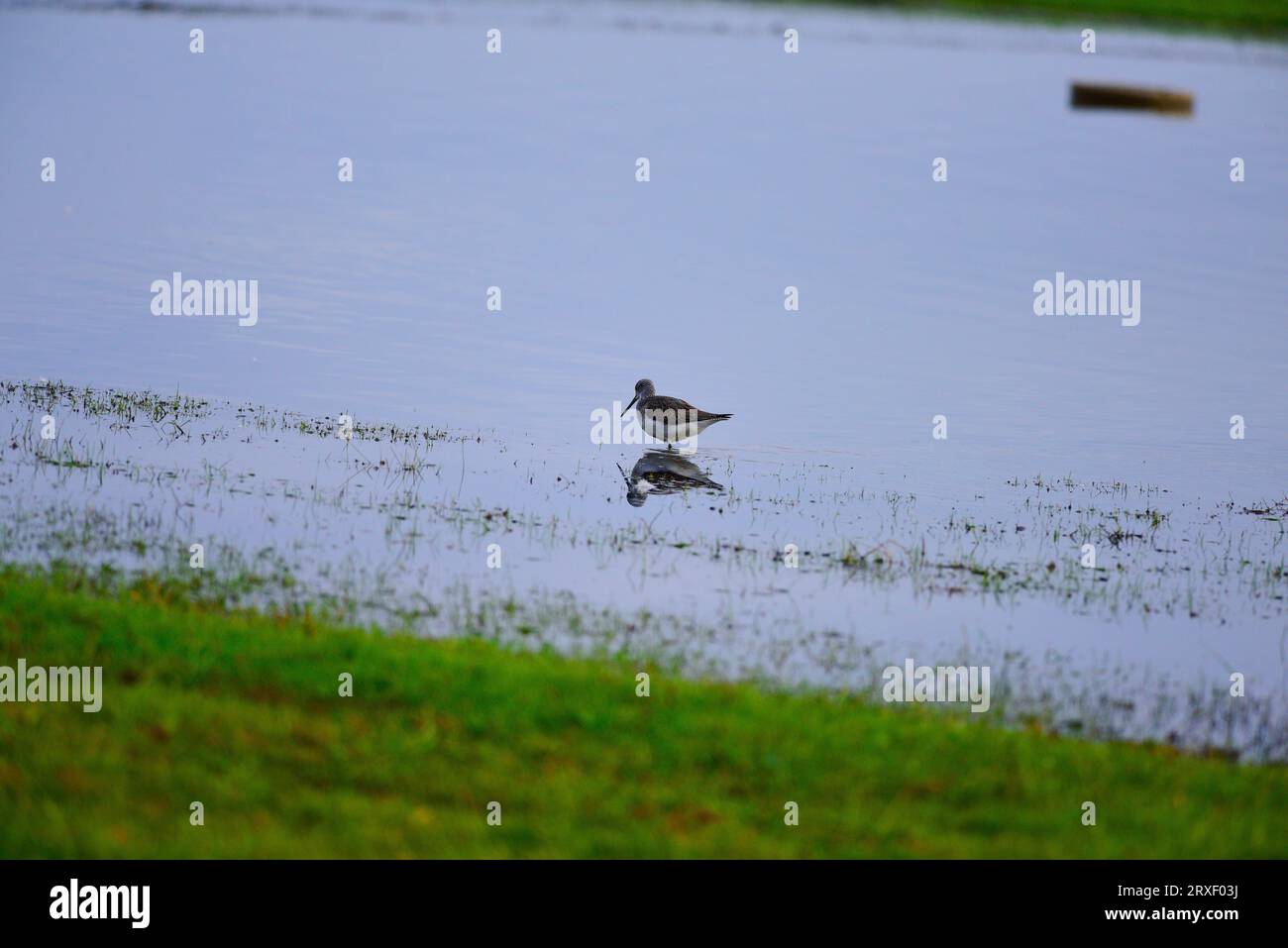 Common greenshank Tringa nebularia Stock Photo - Alamy