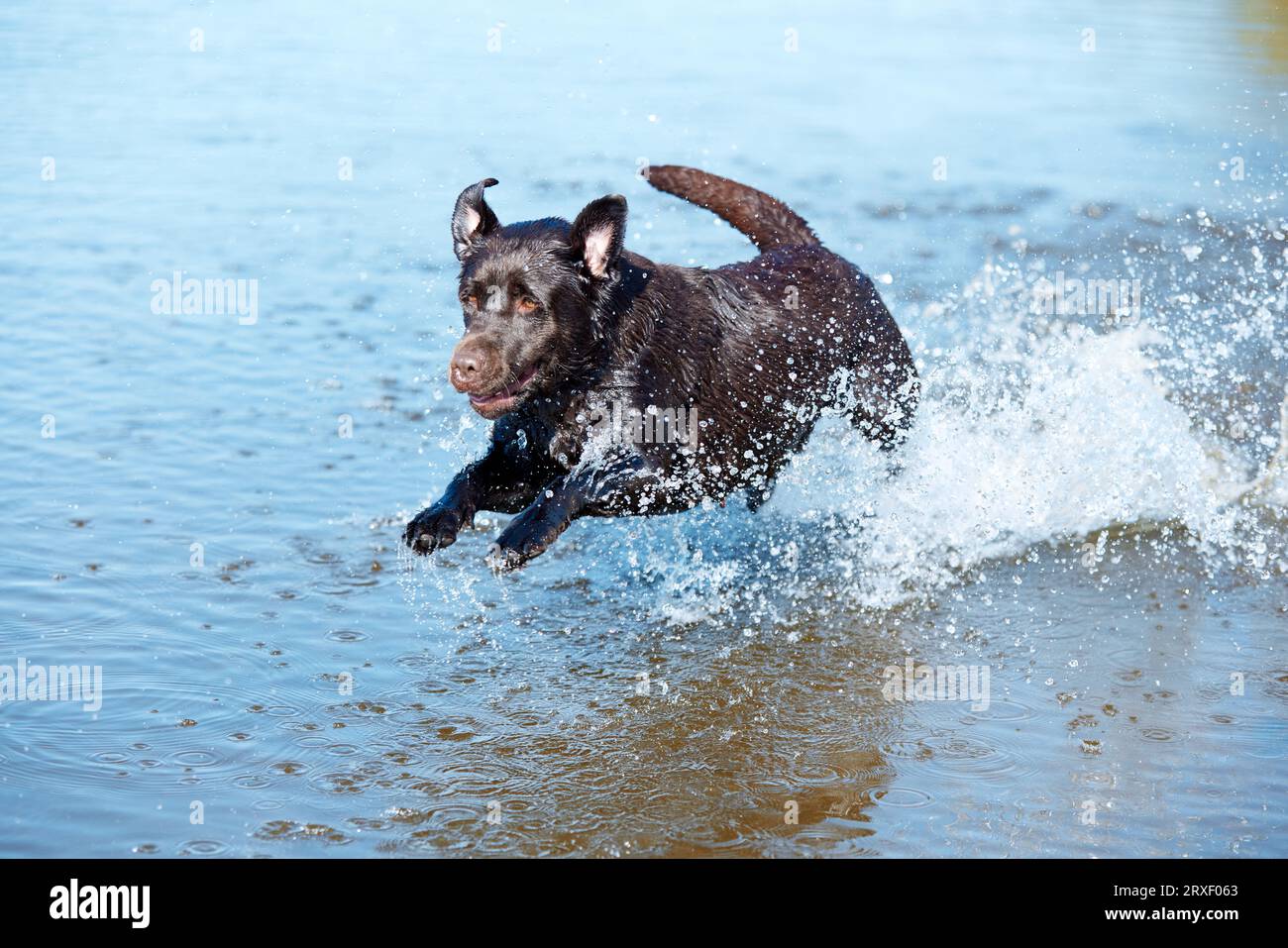 Funny dog running in river, sea in action. Portrait of brown retriever ...