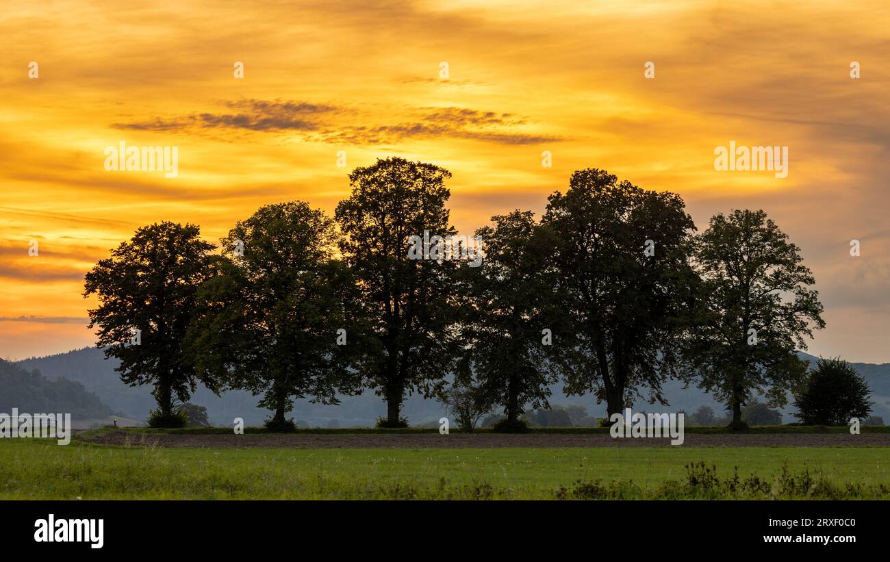 Tree trees linden avenue hi-res stock photography and images - Alamy