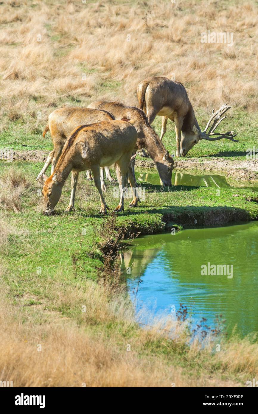 Group of Père David's deer (Elaphurus davidianus) feeding in the Haute ...