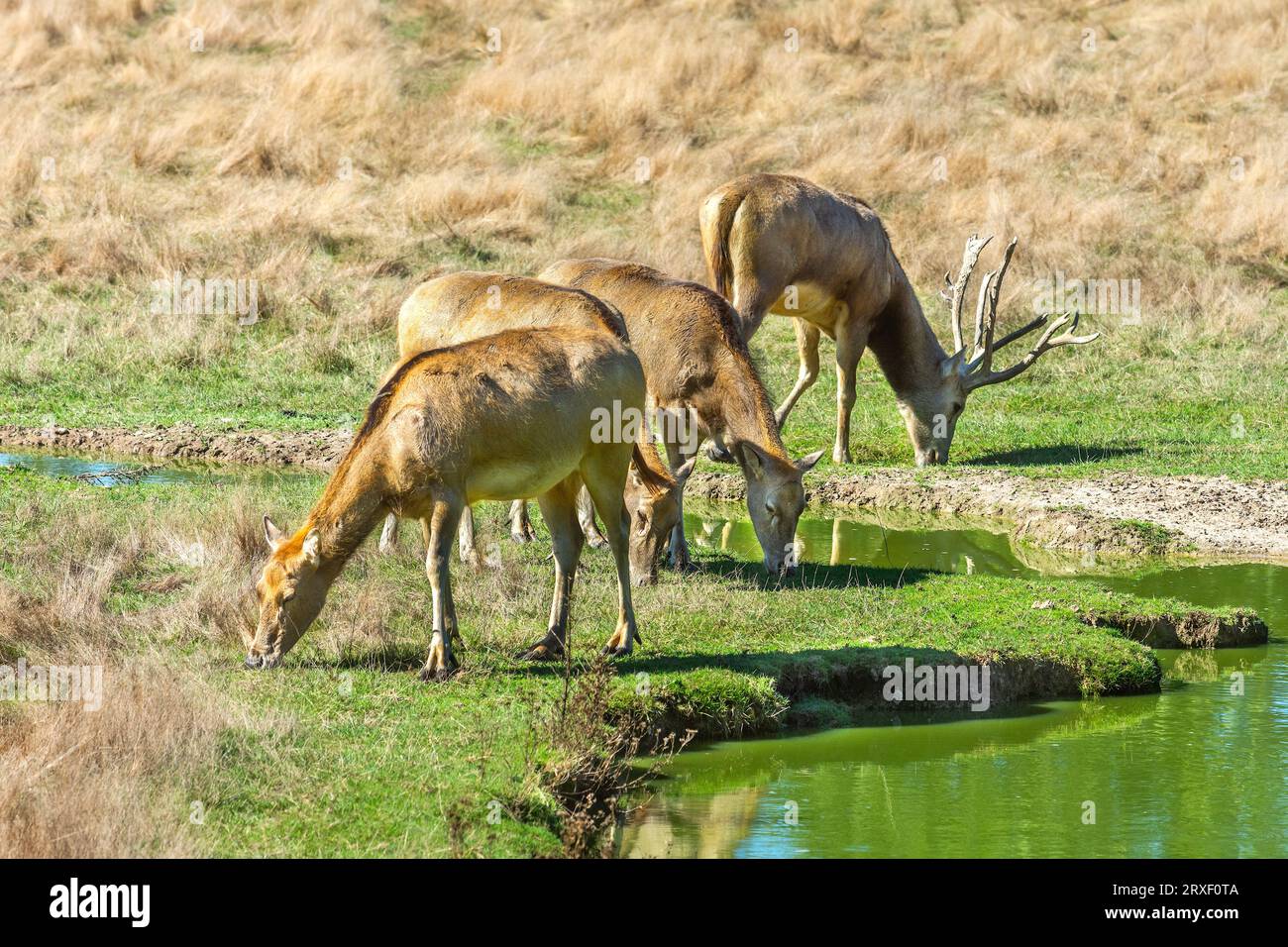 Group of Père David's deer (Elaphurus davidianus) feeding in the Haute ...