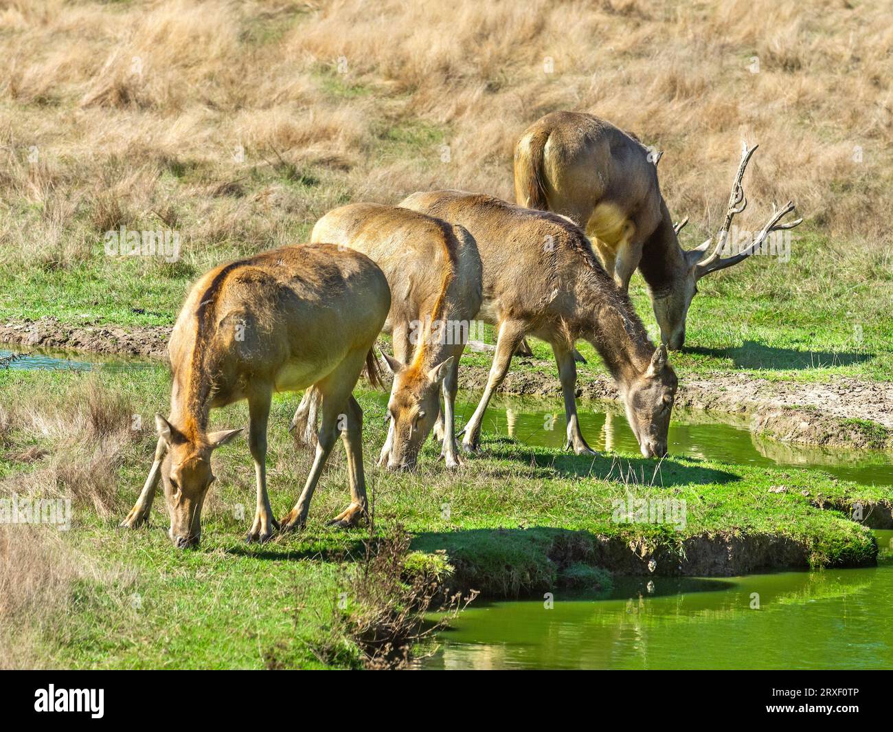 Group of Père David's deer (Elaphurus davidianus) feeding in the Haute ...