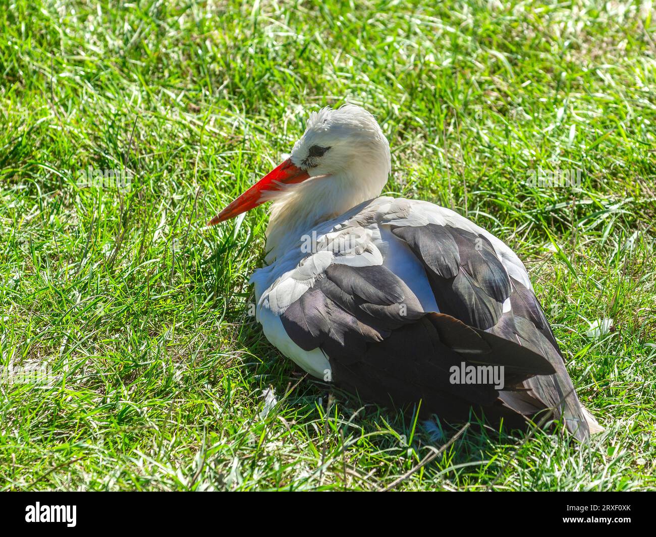 White Stork (Ciconia ciconia) in the Haute Touche zoo nature reserve ...