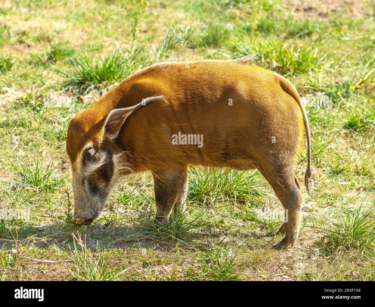 Peccary javelina skunk pig hi-res stock photography and images - Alamy