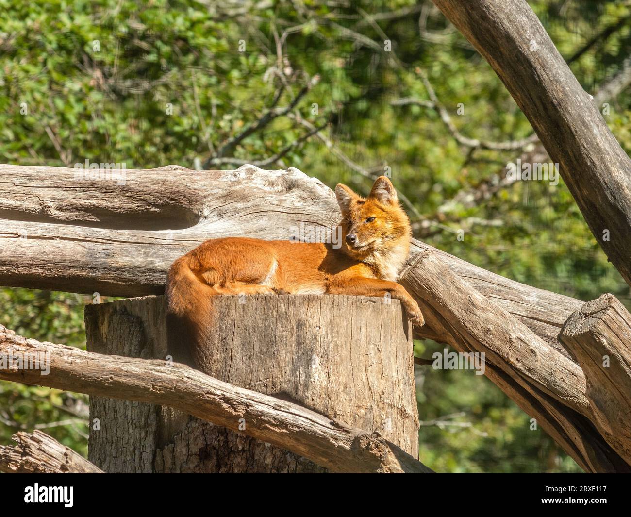 Asian dhole hi-res stock photography and images - Alamy