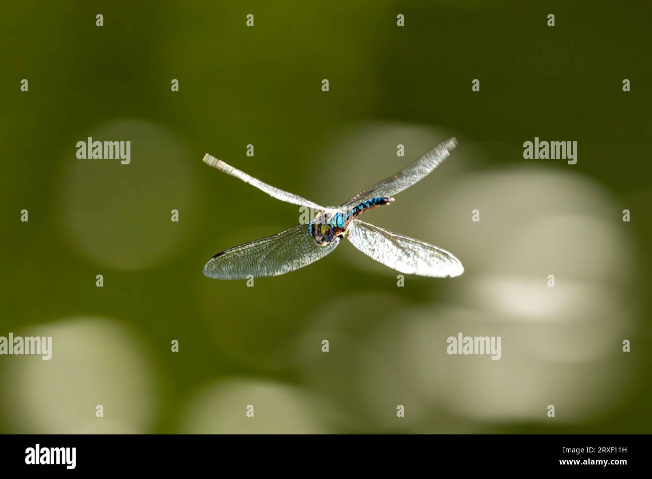 A Blue-green mosaic maiden during the flight Stock Photo - Alamy