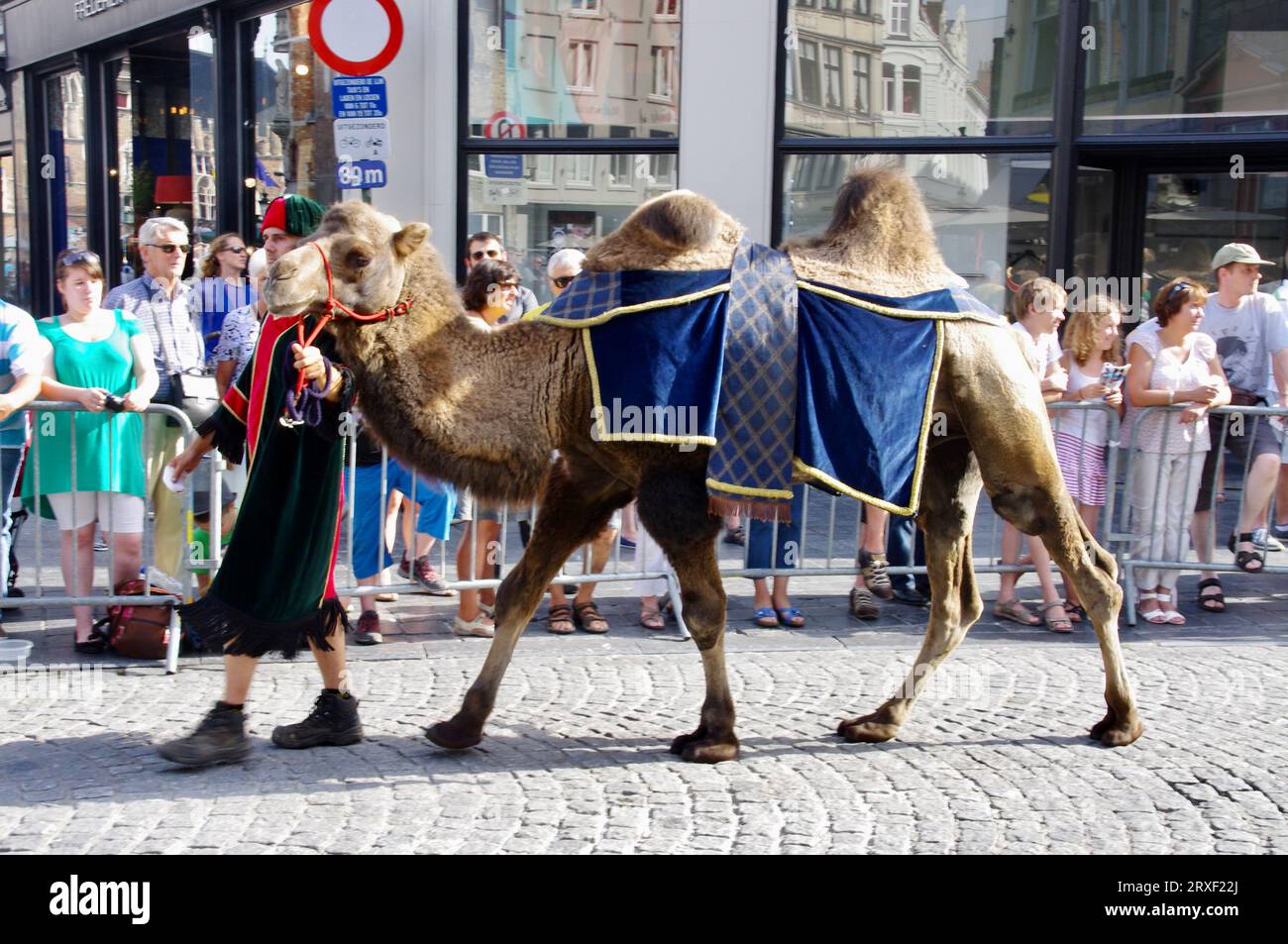 A Camel being lead in The Procession of the Golden Tree Pageant, held ...