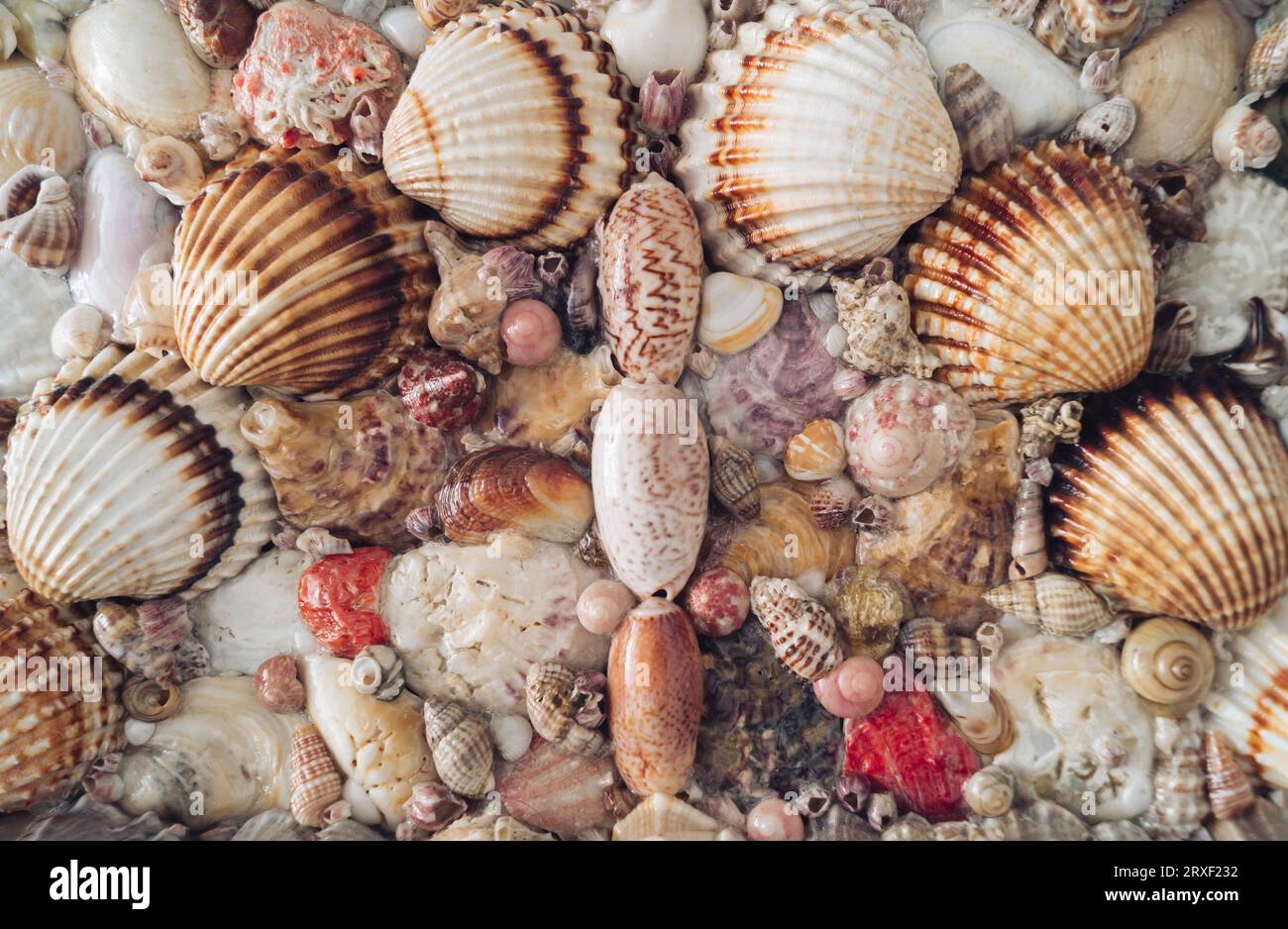 Summer beach background made of sea shells and sea snails. Minimal ...