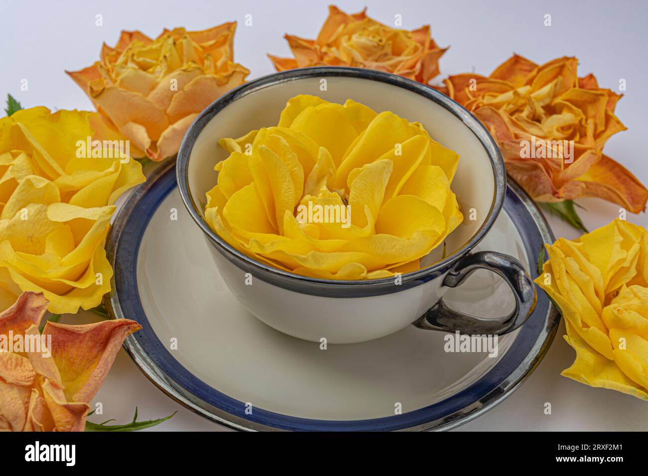 Cottagecore frog hi-res stock photography and images - Alamy