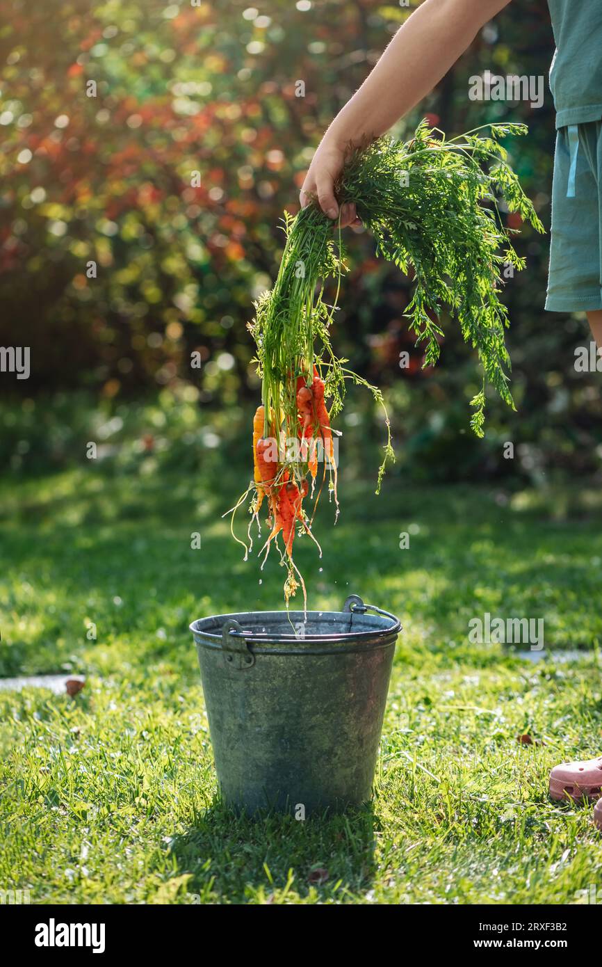 agriculture, harvesting, garden. Carrots are washed in a bucket of ...