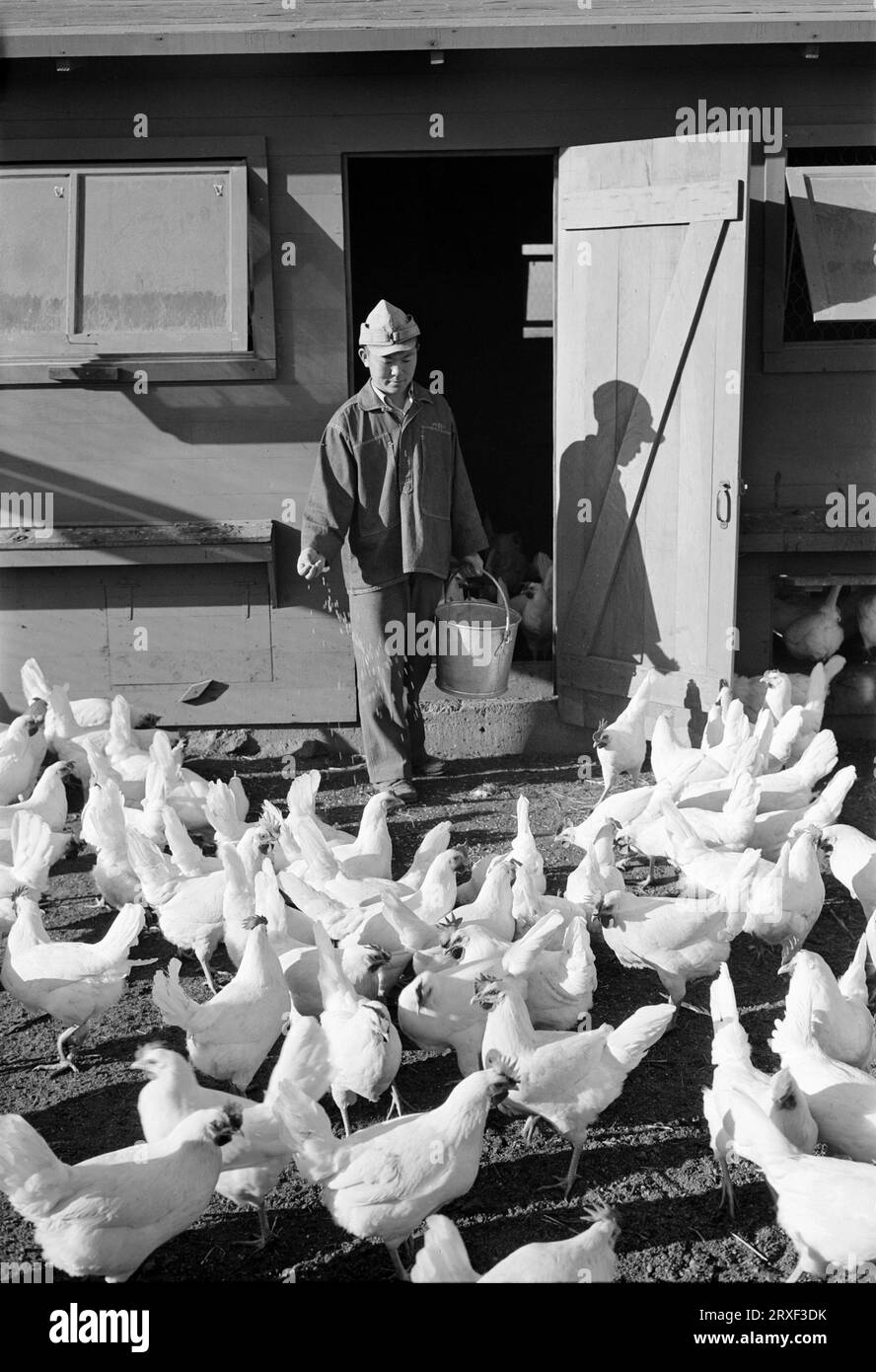 Ansel Adams: Chicken farm, Mori Nakashima, Manzanar, 1943 Stock Photo ...