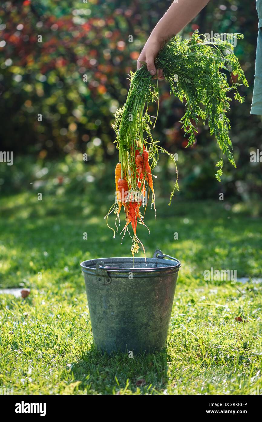 agriculture, harvesting, garden. Carrots are washed in a bucket of ...