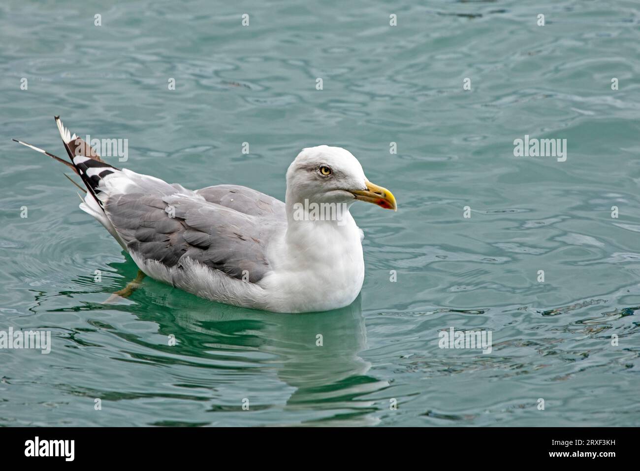 swimming seagull in a clear clean sea before a storm Stock Photo - Alamy