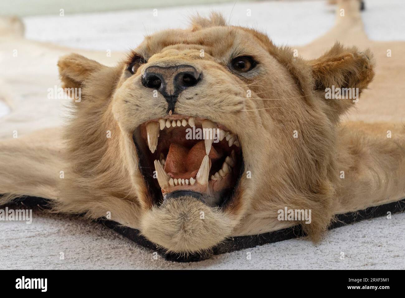 close-up of an open mouth with fangs of a white tiger, stuffed Stock ...
