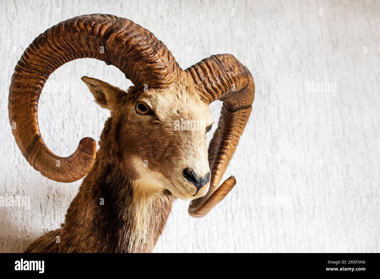 ram head with curled horns on a light background, stuffed Stock Photo ...