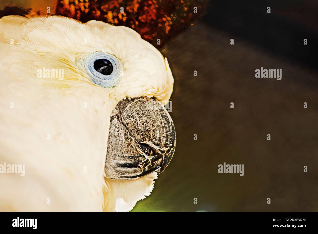 close-up of the head of a white cockatoo on a light background. Bird ...